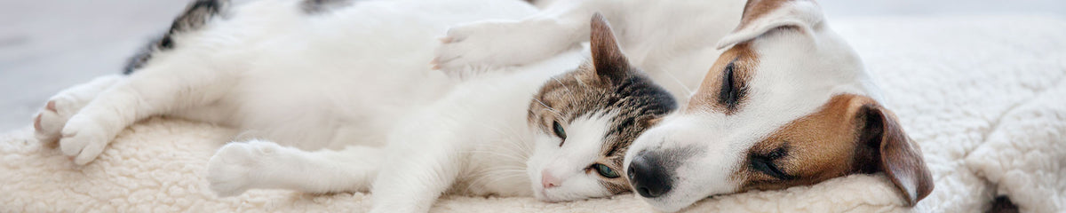 Shop All – Paw Prints